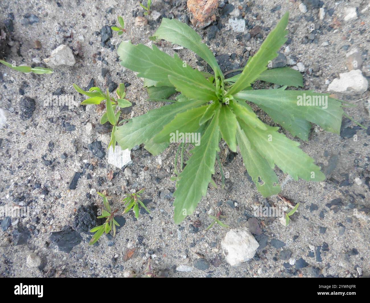 Common Peppergrass (Lepidium densiflorum Stock Photo - Alamy