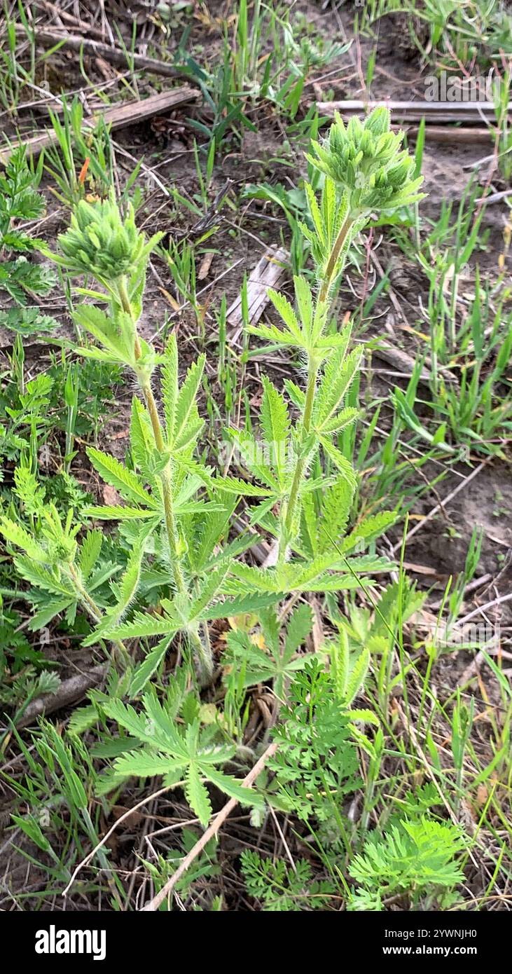 sulphur cinquefoil (Potentilla recta Stock Photo - Alamy