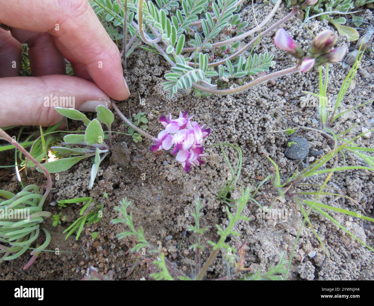 Kloekie Bubblepod (Lessertia diffusa Stock Photo - Alamy