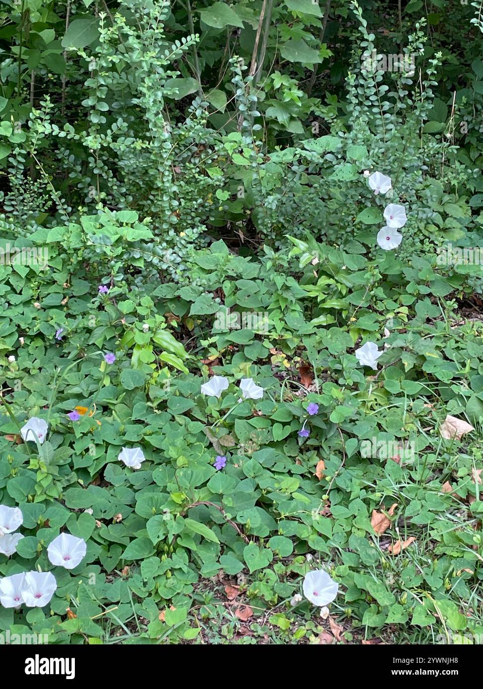 wild potato vine (Ipomoea pandurata Stock Photo - Alamy