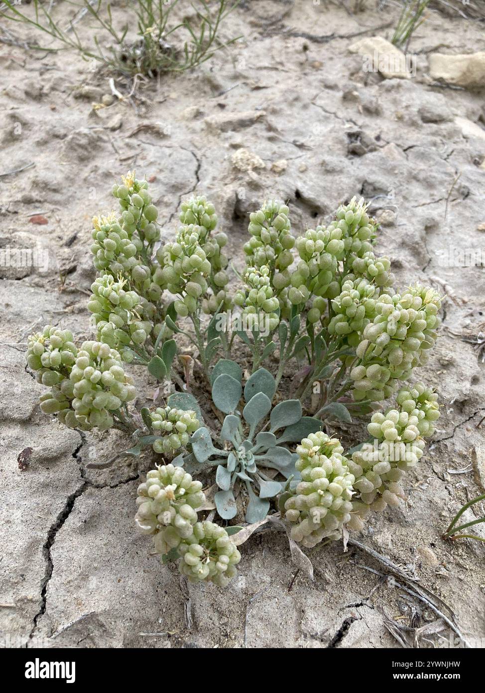 Double Bladderpod (Physaria acutifolia Stock Photo - Alamy