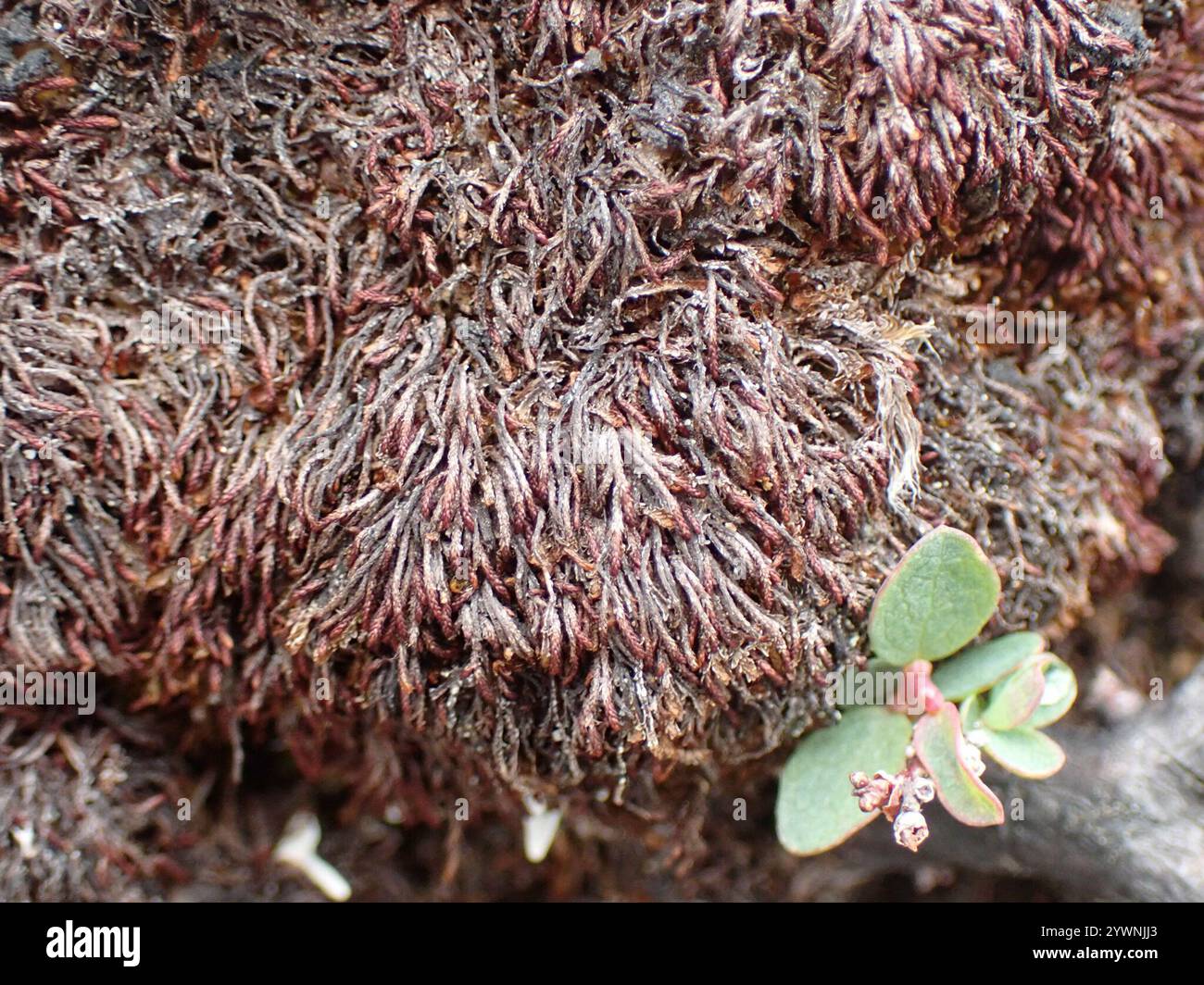 Black Rock Moss (Andreaea rupestris Stock Photo - Alamy