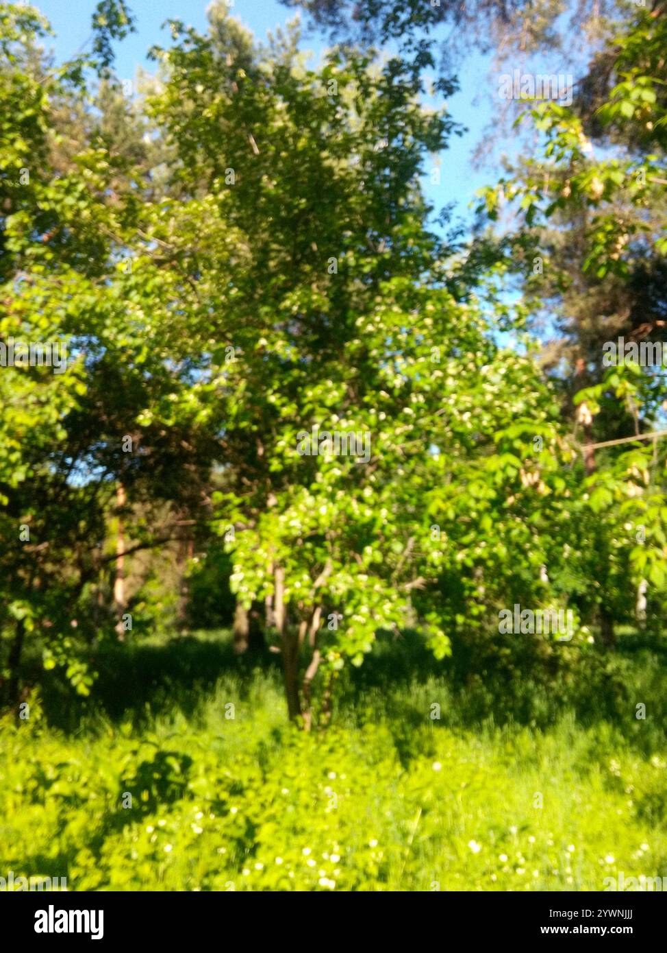 Red Hawthorn (Crataegus sanguinea Stock Photo - Alamy