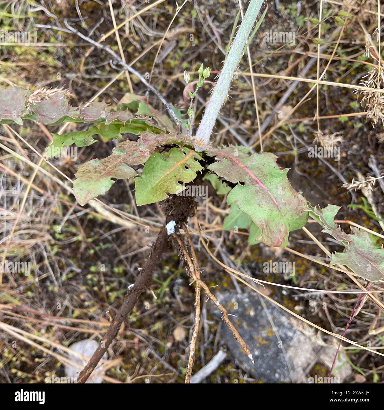 Rush Skeletonweed (Chondrilla juncea Stock Photo - Alamy