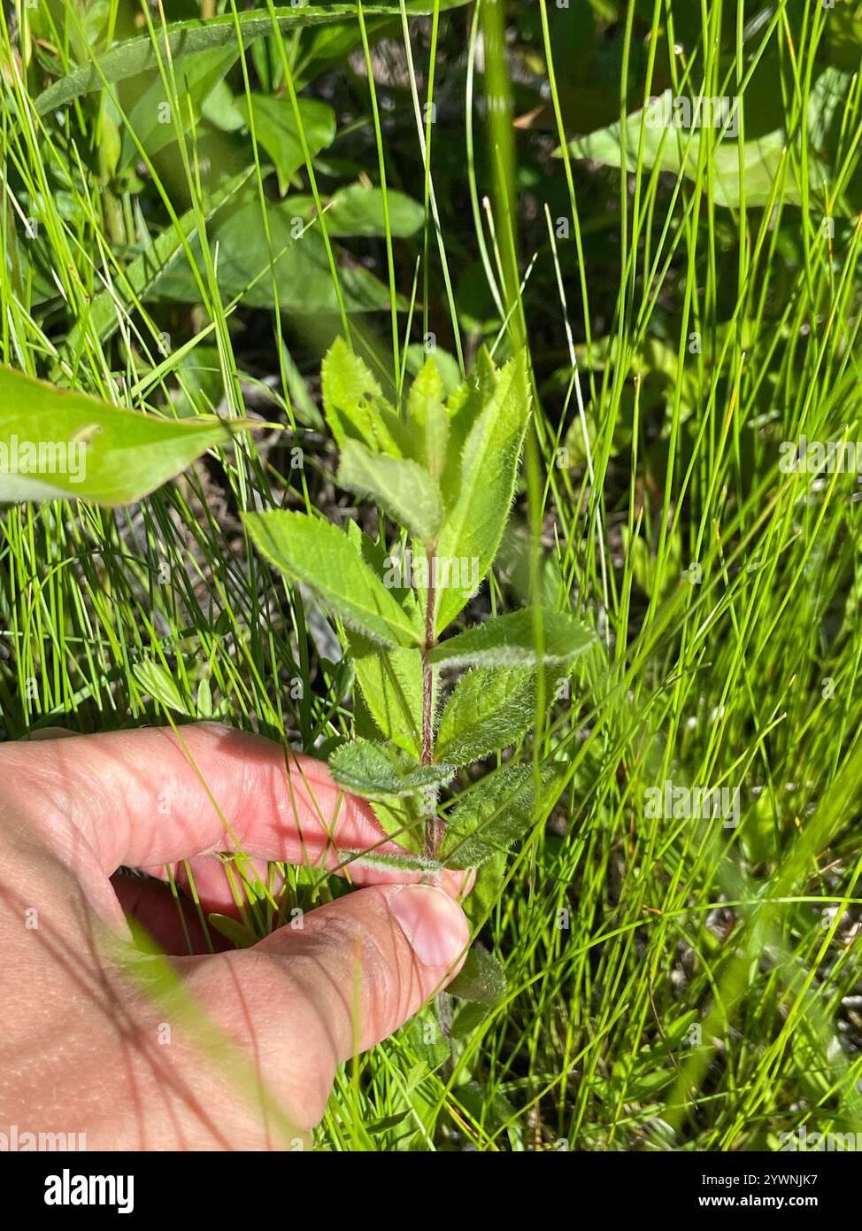 Culver's root (Veronicastrum virginicum Stock Photo - Alamy