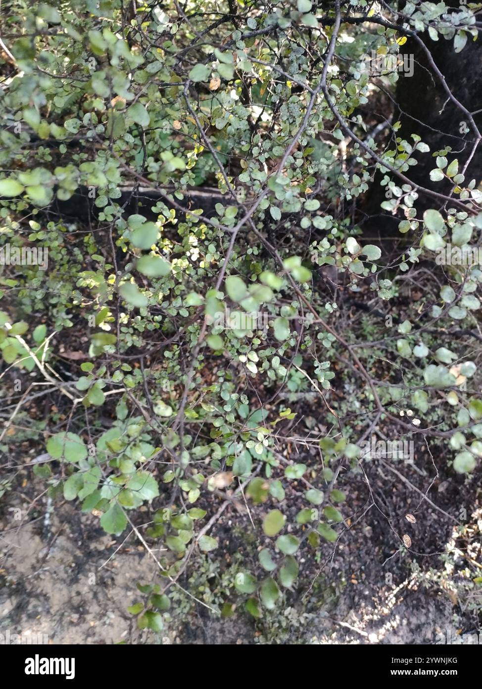 New Zealand Black Beech (Nothofagus solandri Stock Photo - Alamy