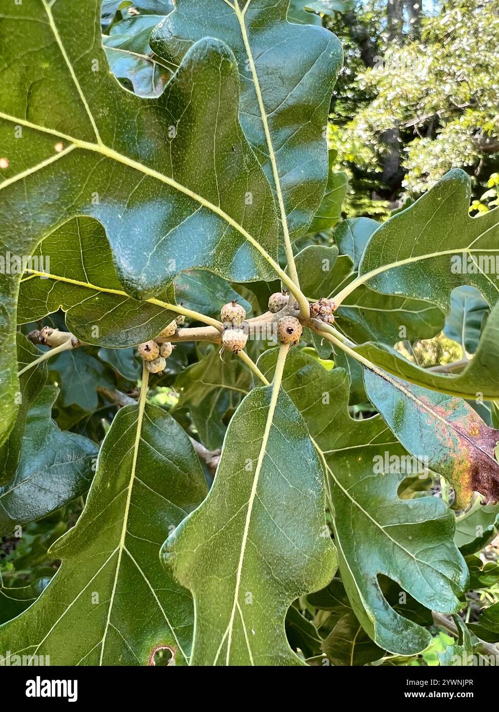post oak (Quercus stellata Stock Photo - Alamy