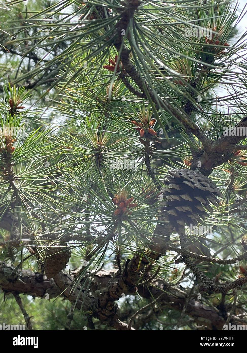 pitch pine (Pinus rigida Stock Photo - Alamy