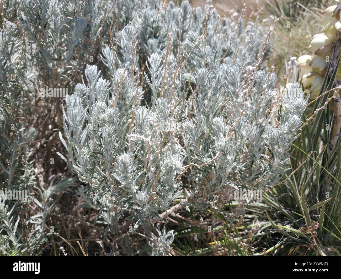 Winterfat (Krascheninnikovia lanata Stock Photo - Alamy