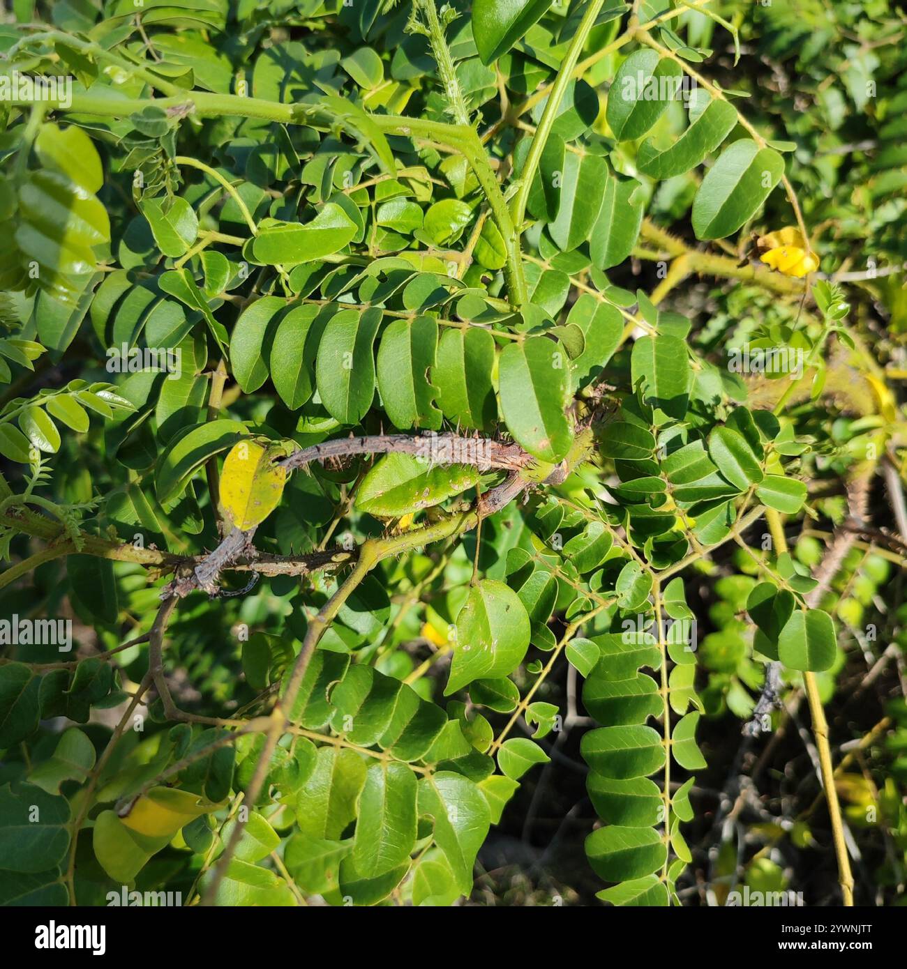 Nickernut (Guilandina bonduc Stock Photo - Alamy