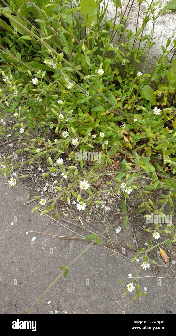 Common mouse-ear chickweed (Cerastium holosteoides Stock Photo - Alamy