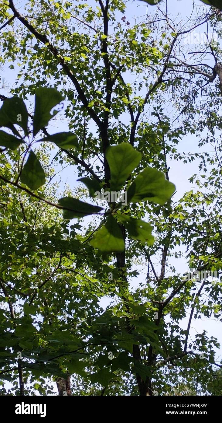 water oak (Quercus nigra Stock Photo - Alamy