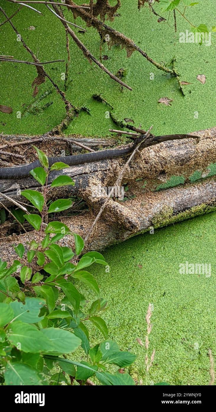 Common Watersnake (Nerodia sipedon Stock Photo - Alamy