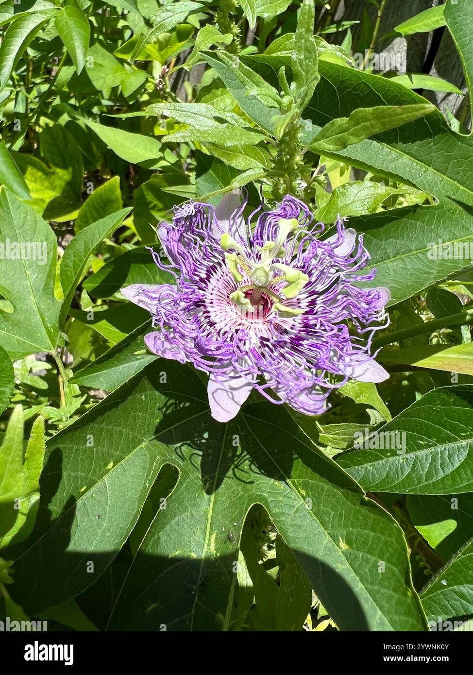 purple passionflower (Passiflora incarnata Stock Photo - Alamy