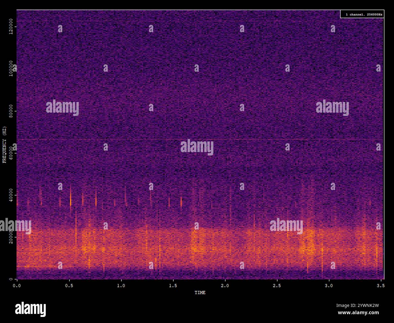 Eastern Red Bat (Lasiurus borealis Stock Photo - Alamy