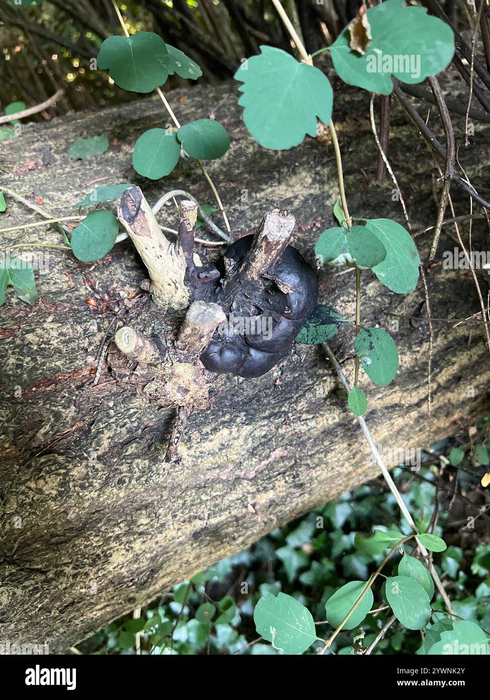 King Alfred's Cakes (Daldinia concentrica Stock Photo - Alamy