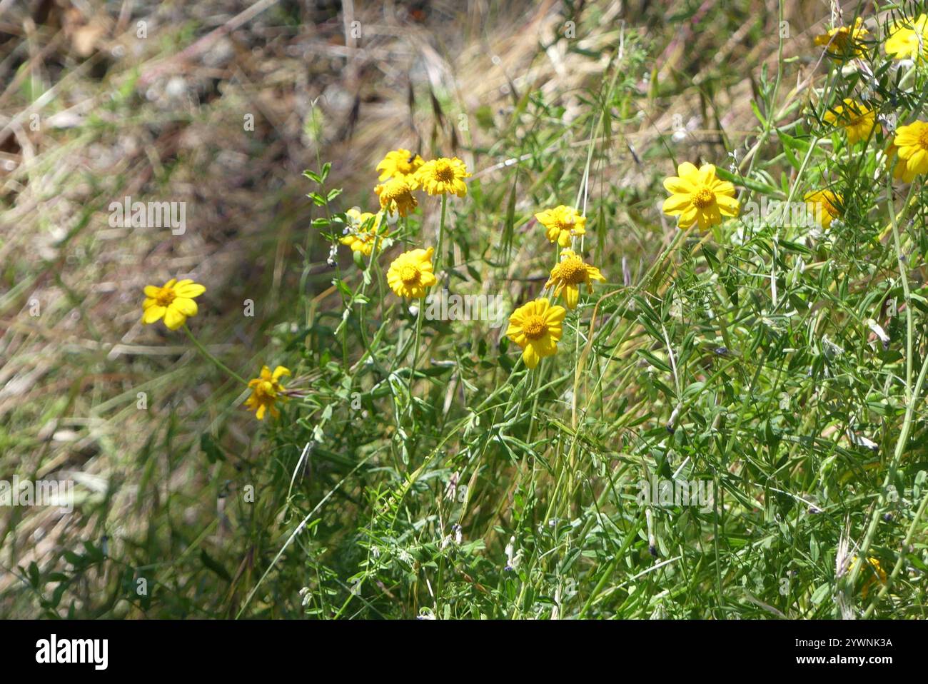 common woolly sunflower (Eriophyllum lanatum Stock Photo - Alamy
