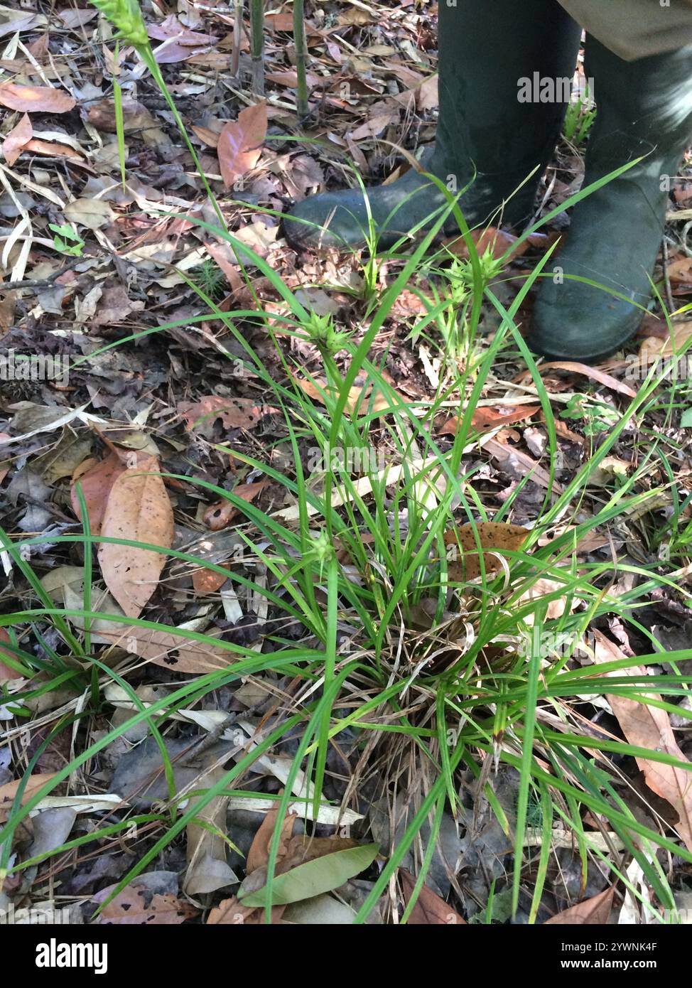 bladder sedge (Carex intumescens Stock Photo - Alamy