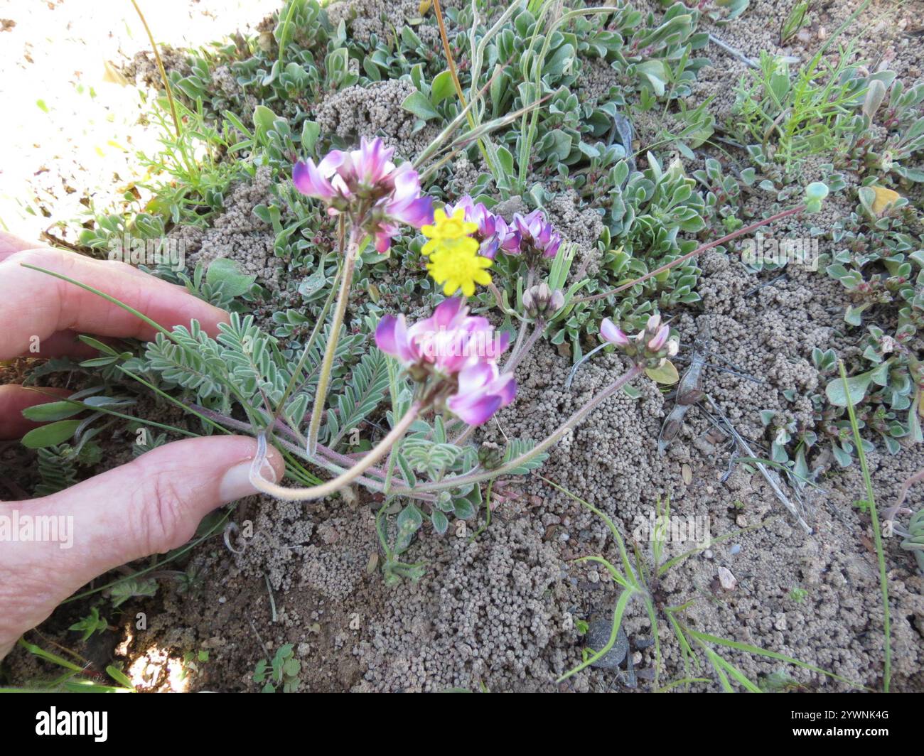 Kloekie Bubblepod (Lessertia diffusa Stock Photo - Alamy
