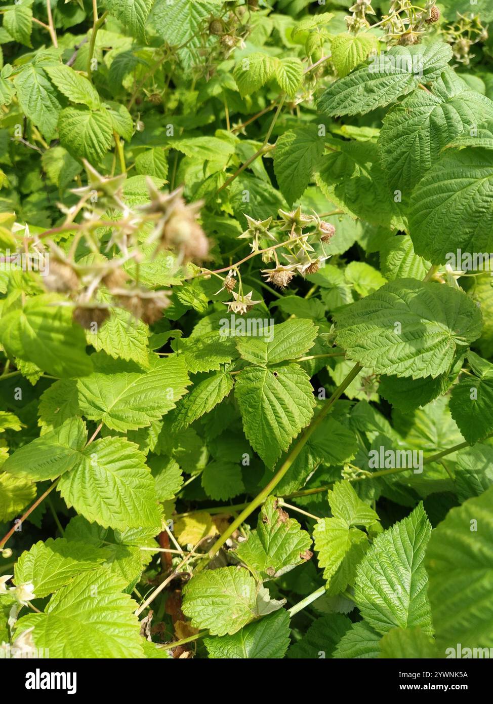 red raspberry (Rubus idaeus Stock Photo - Alamy