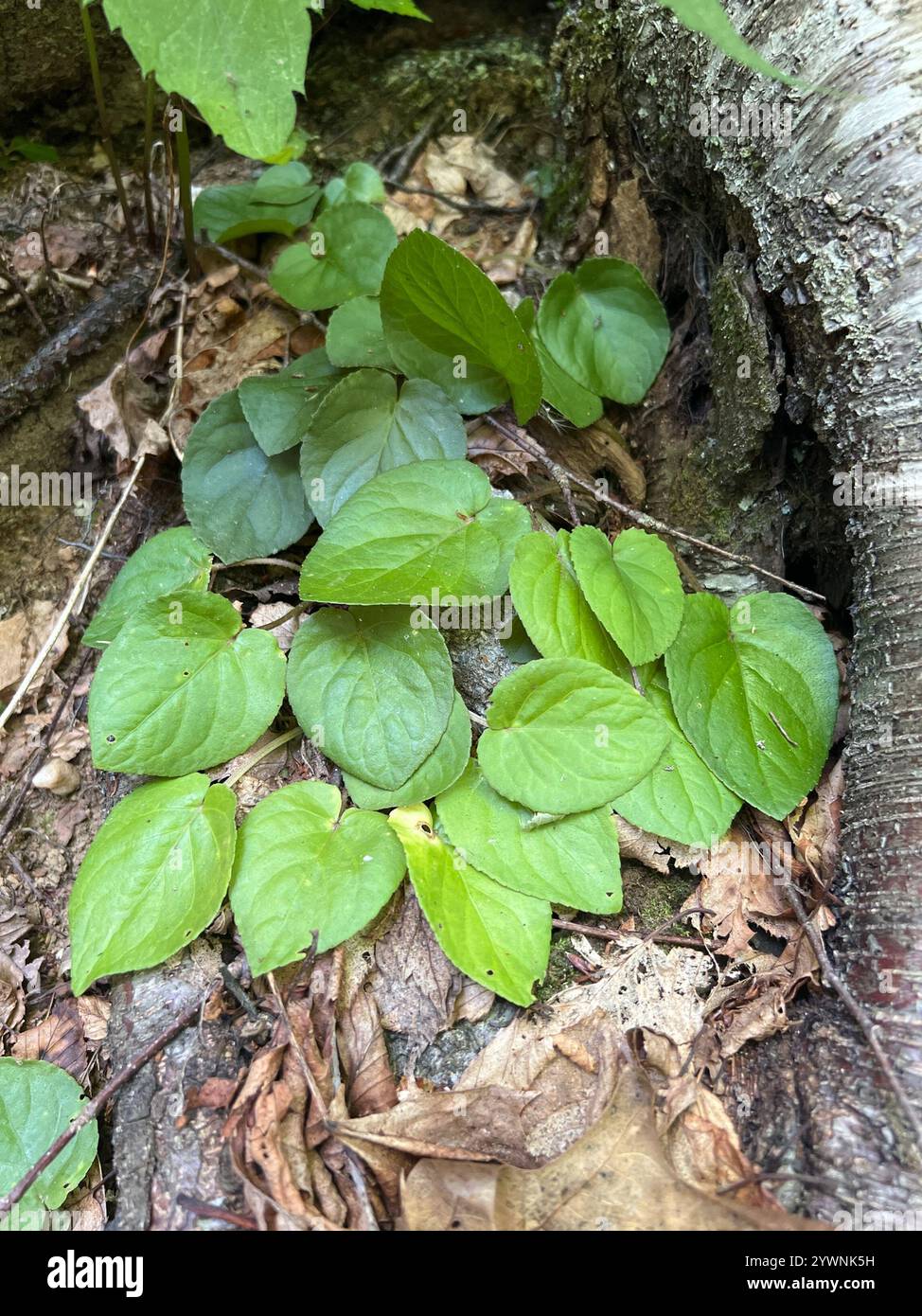 Round-leaved Violet (Viola rotundifolia Stock Photo - Alamy