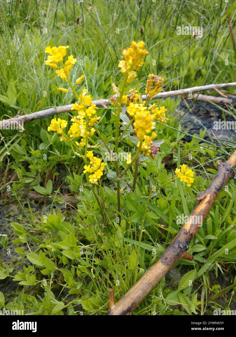 mustard family (Brassicaceae Stock Photo - Alamy