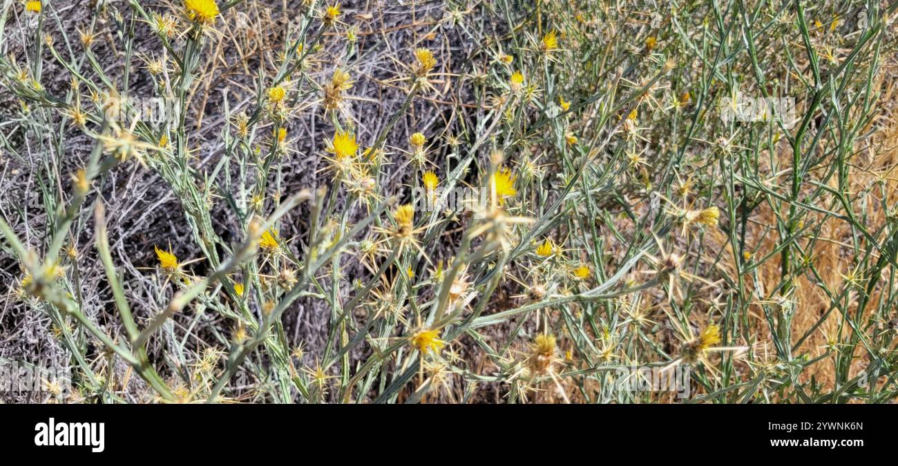 Yellow Star-Thistle (Centaurea solstitialis Stock Photo - Alamy