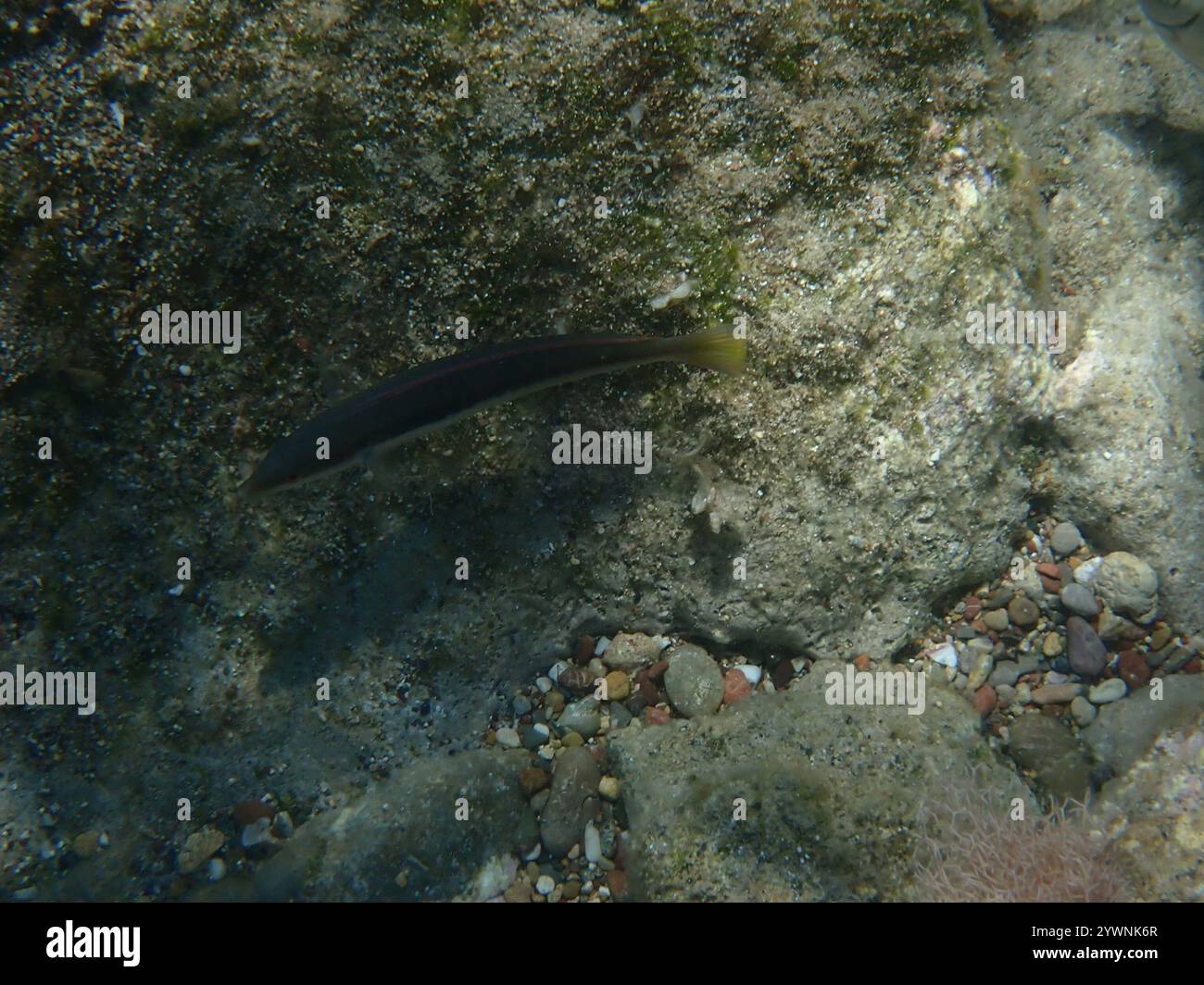 Mediterranean Rainbow Wrasse (Coris julis Stock Photo - Alamy