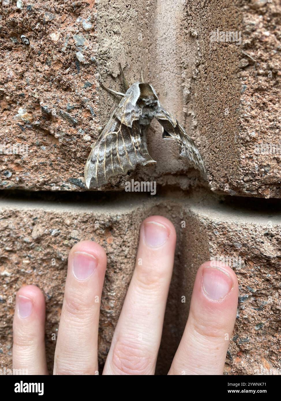 One-eyed Sphinx (Smerinthus cerisyi Stock Photo - Alamy