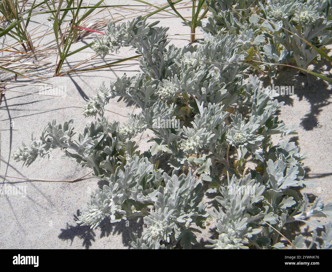 Hoary Mugwort (Artemisia stelleriana Stock Photo - Alamy