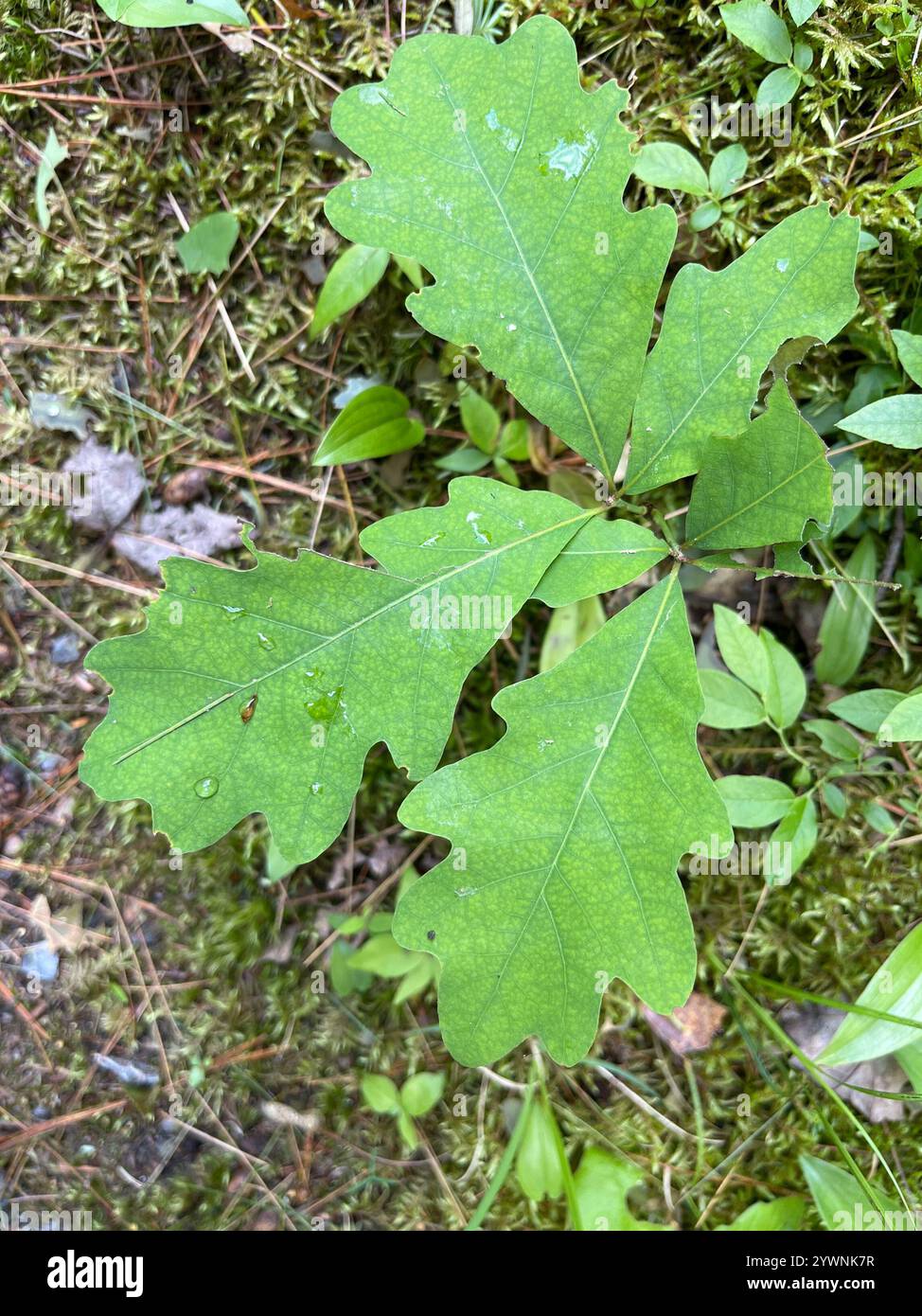 white oak (Quercus alba Stock Photo - Alamy