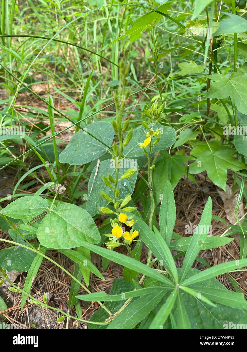 Rhynchosia latifolia hi-res stock photography and images - Alamy