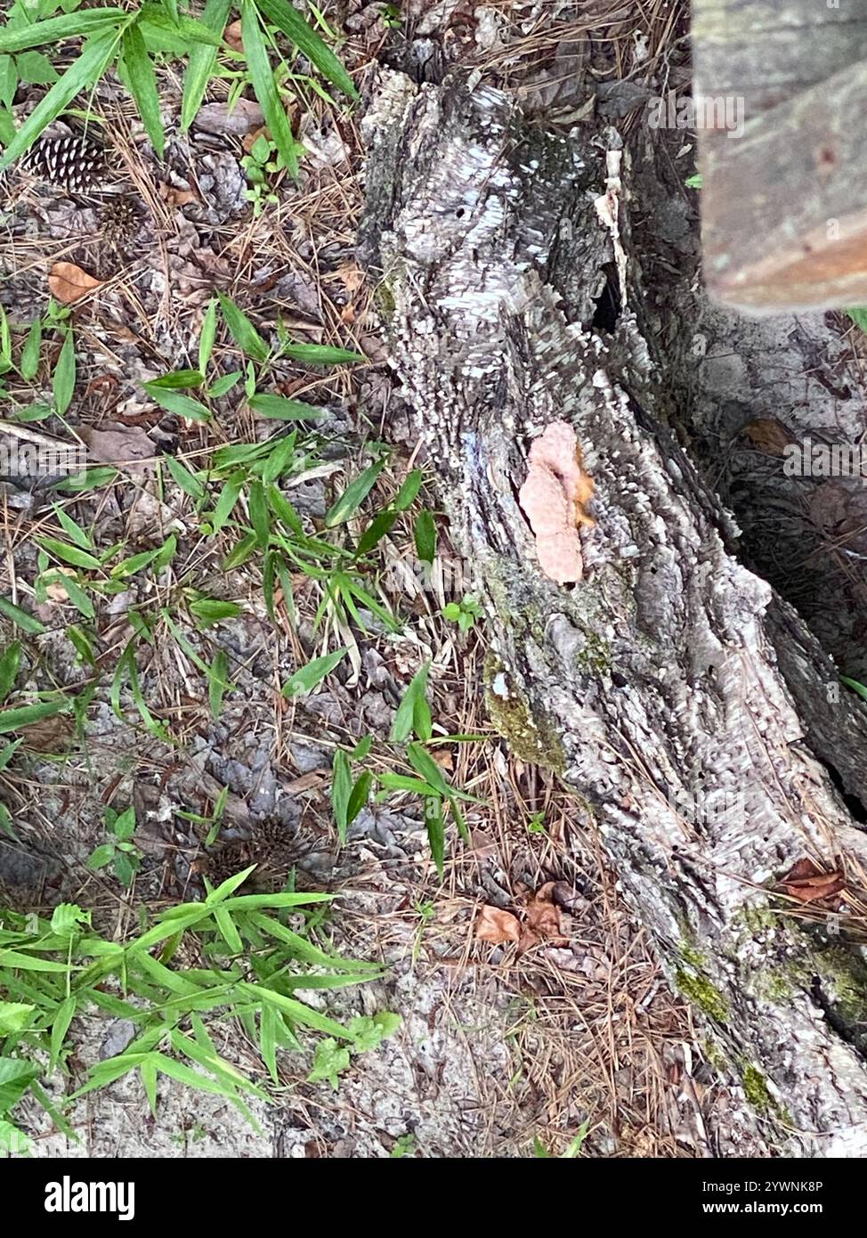 Brain puffball (Calvatia craniiformis Stock Photo - Alamy