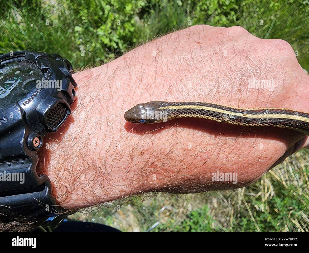 Red-sided Garter Snake (Thamnophis sirtalis parietalis Stock Photo - Alamy