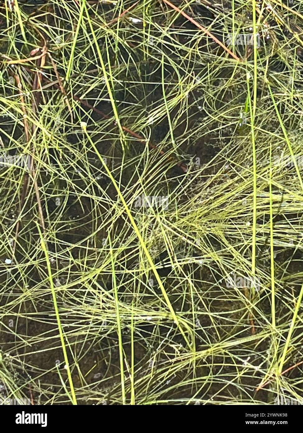 water bulrush (Schoenoplectus subterminalis Stock Photo - Alamy