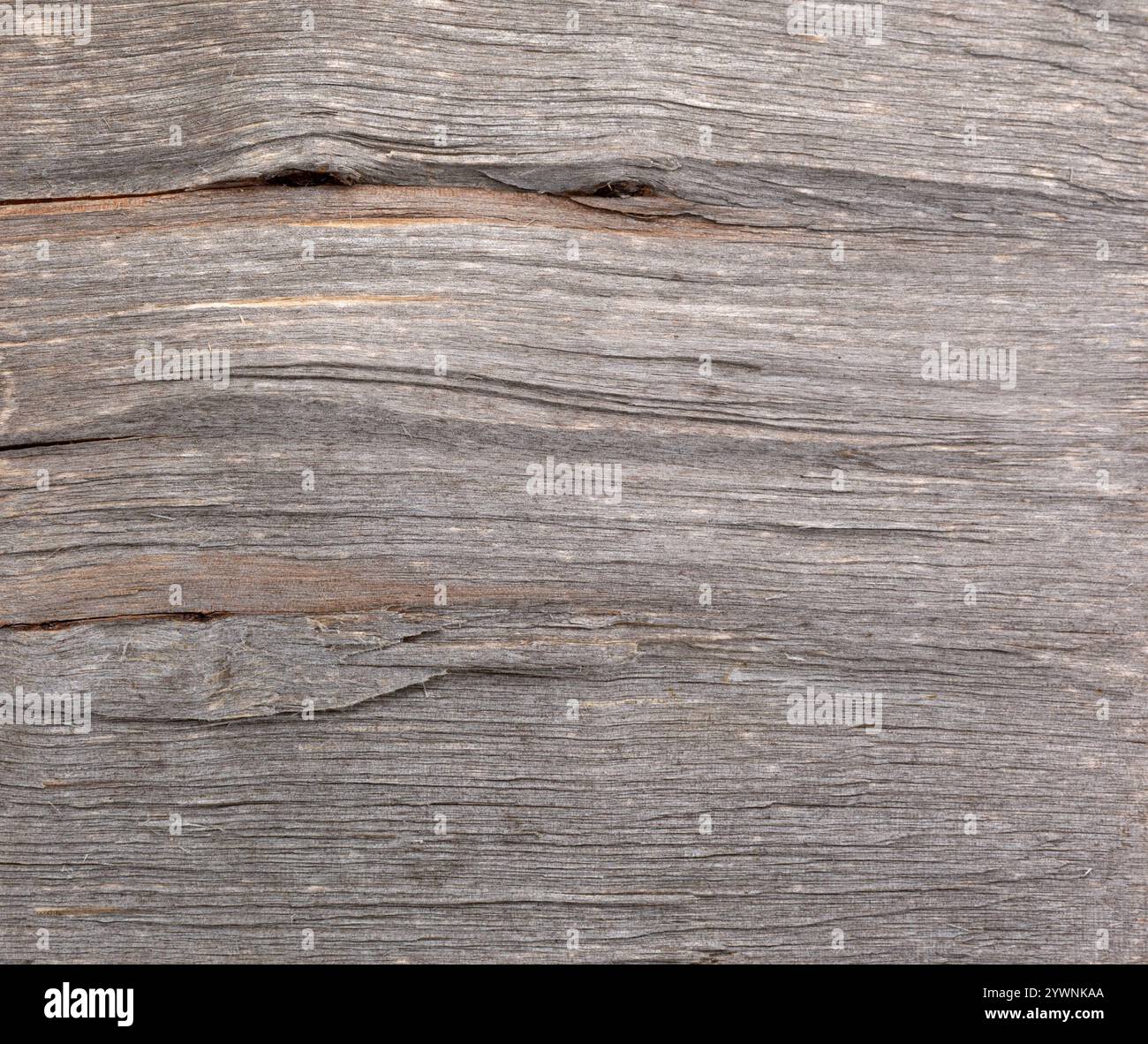 Birch wood texture, longitudinal split. Wooden old texture, natural ...