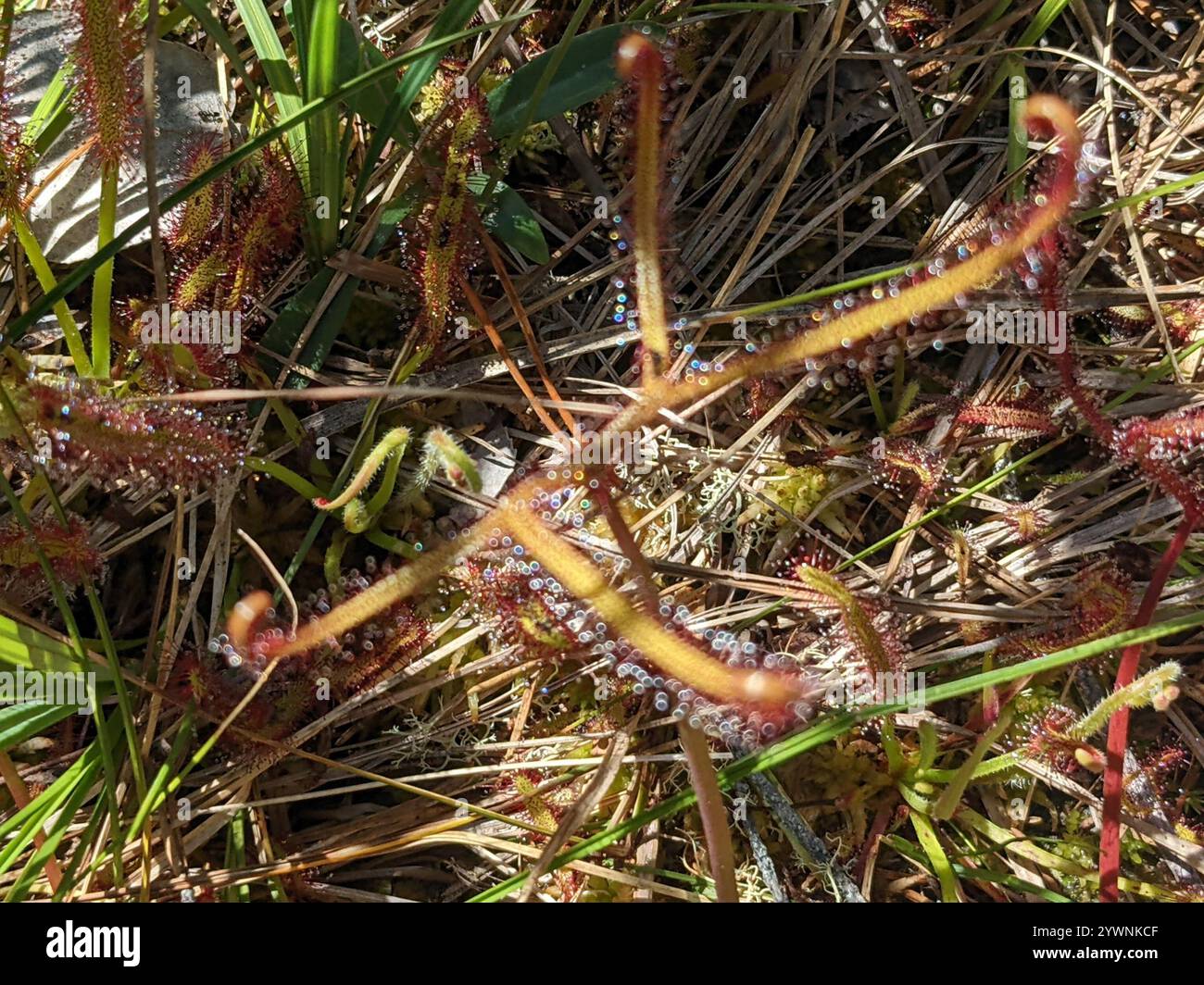 Fork-leaved Sundew (Drosera binata Stock Photo - Alamy