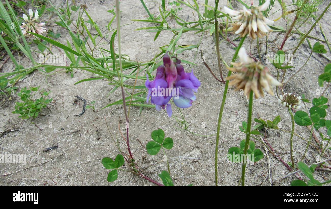 marsh pea (Lathyrus palustris Stock Photo - Alamy