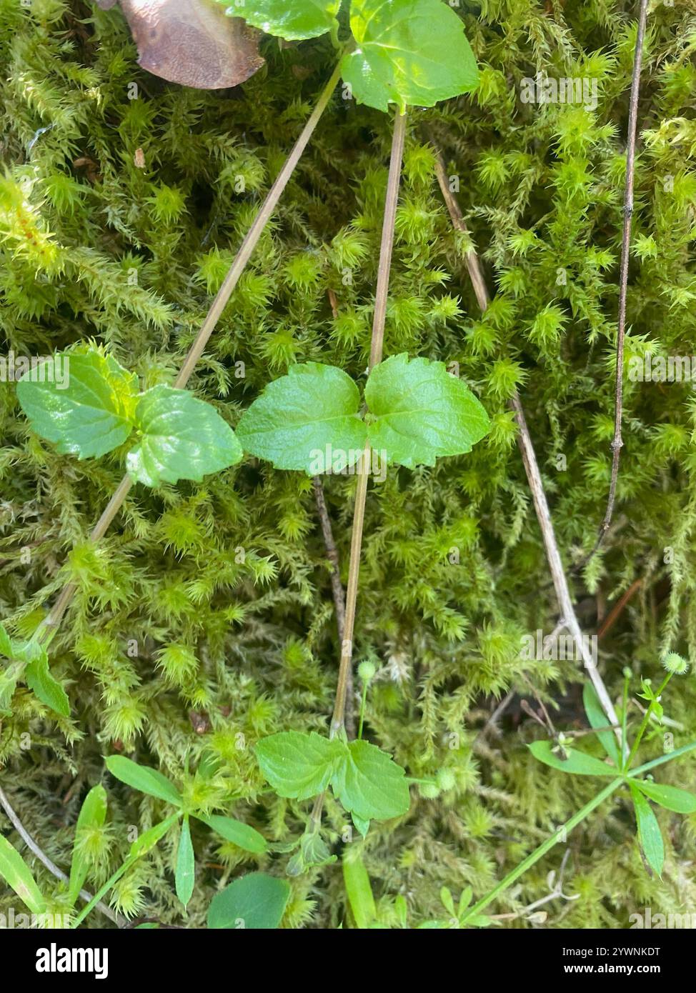 yerba buena (Clinopodium douglasii Stock Photo - Alamy