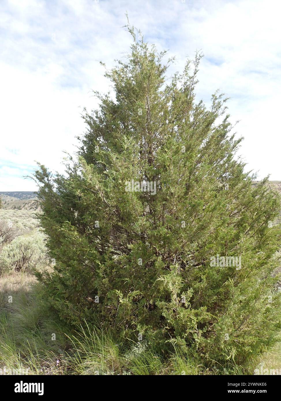 Rocky Mountain Juniper (Juniperus scopulorum Stock Photo - Alamy