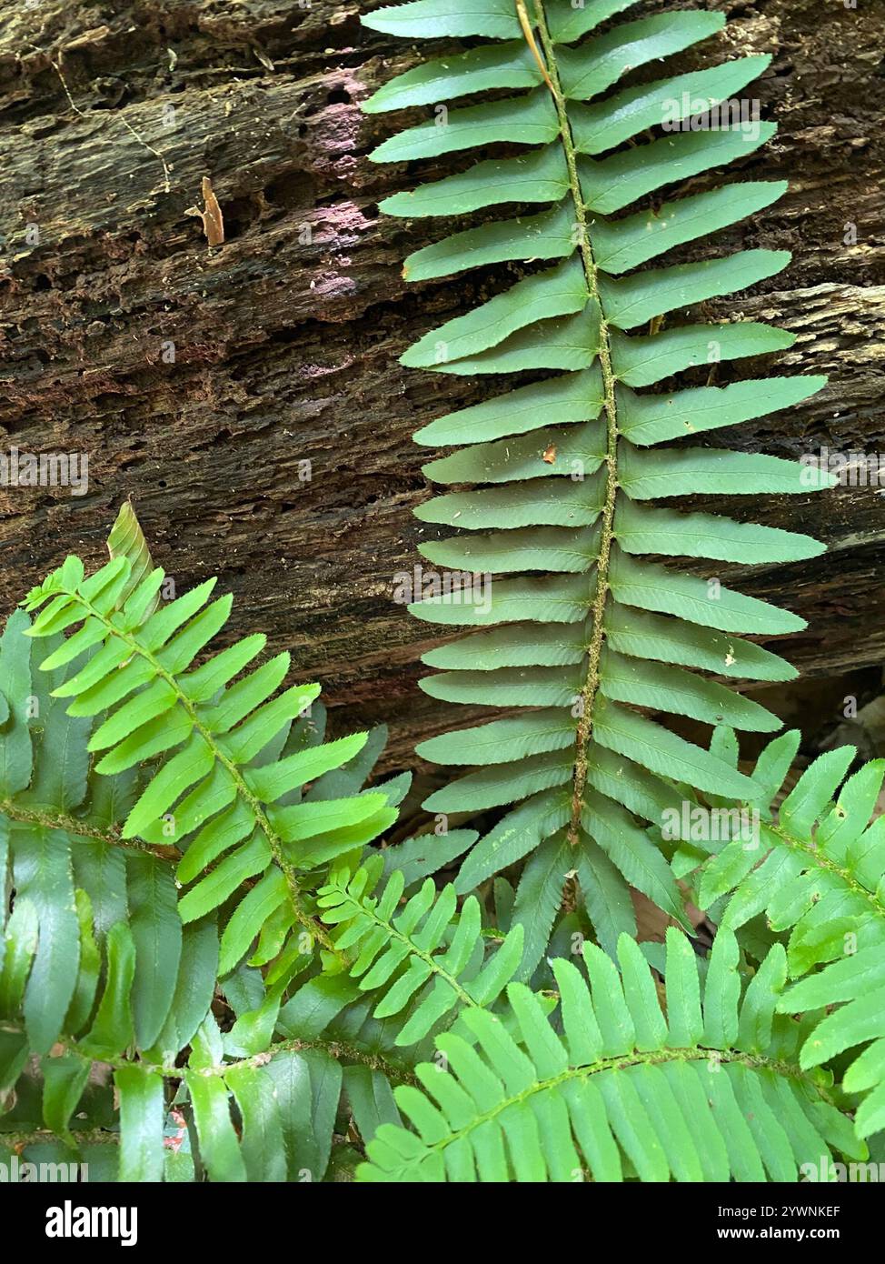 Christmas fern (Polystichum acrostichoides Stock Photo - Alamy