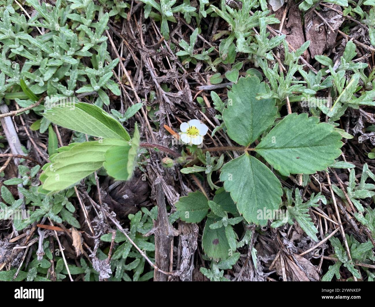 Cascadensis hi-res stock photography and images - Alamy