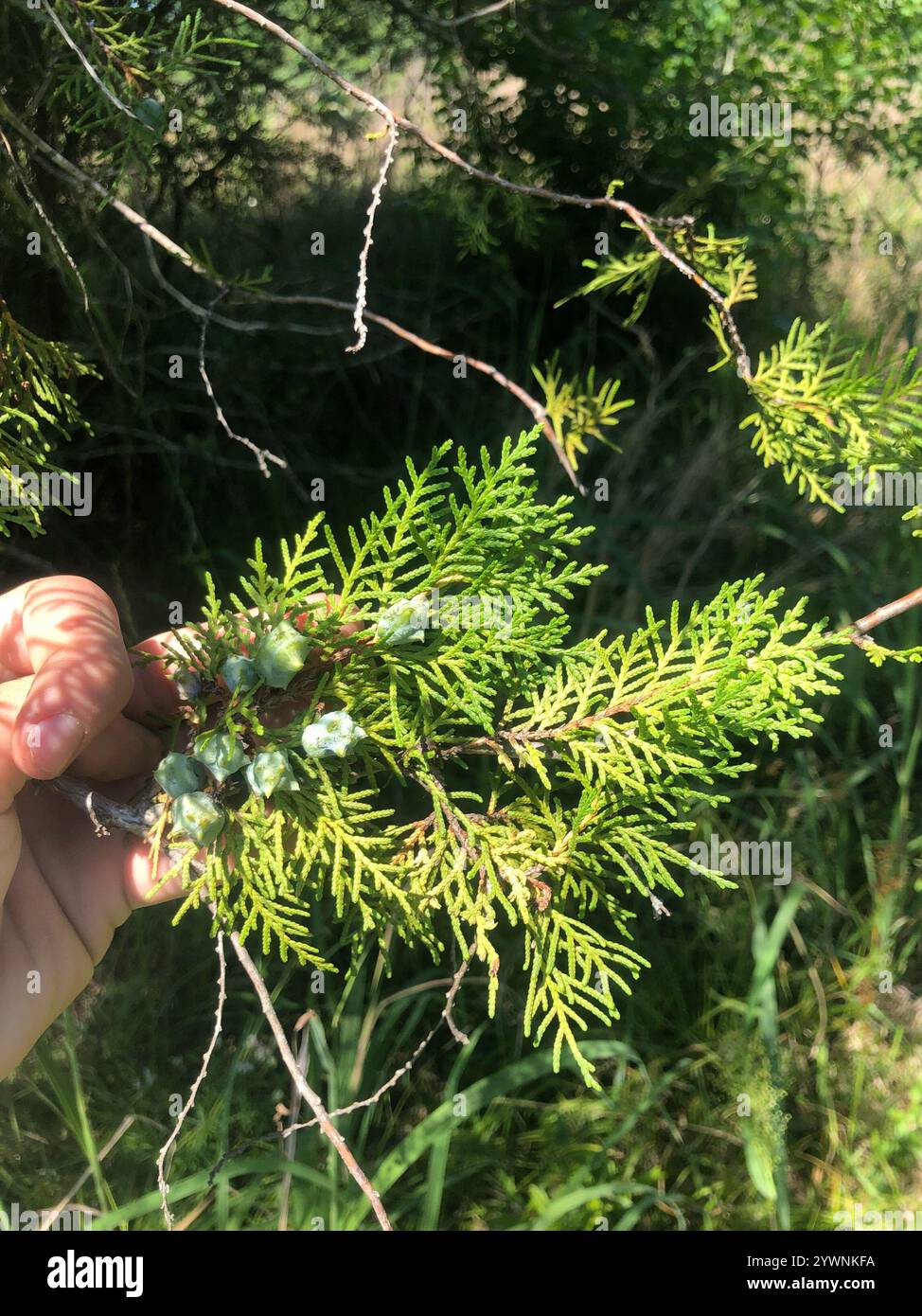 Chinese arborvitae (Platycladus orientalis Stock Photo - Alamy