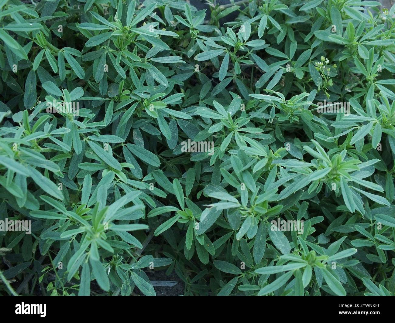 sickle alfalfa (Medicago falcata Stock Photo - Alamy