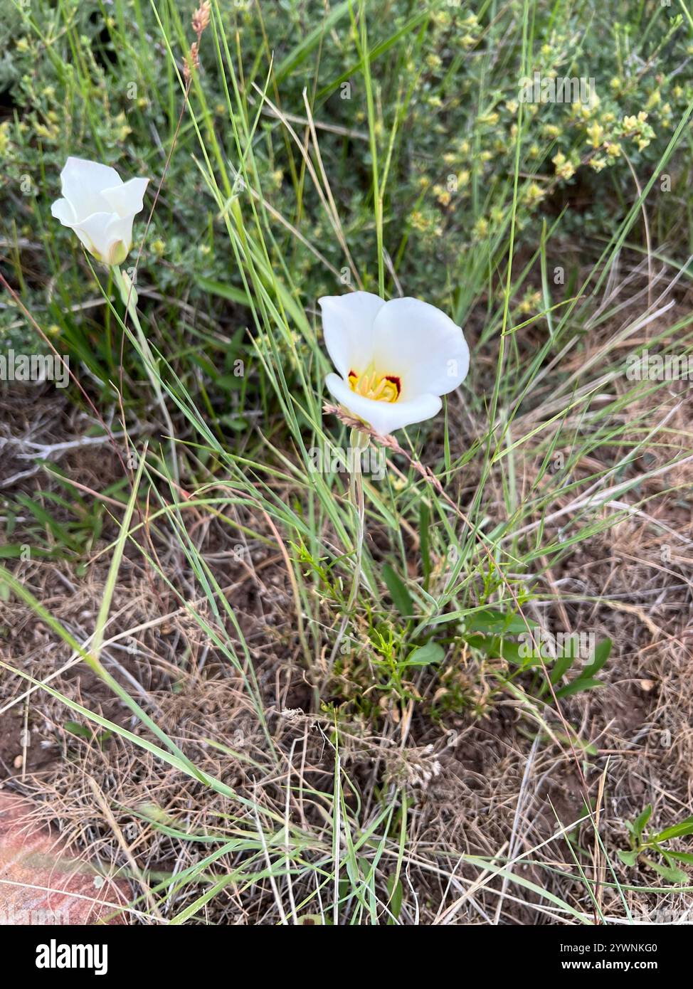 Sego Lily (Calochortus nuttallii Stock Photo - Alamy