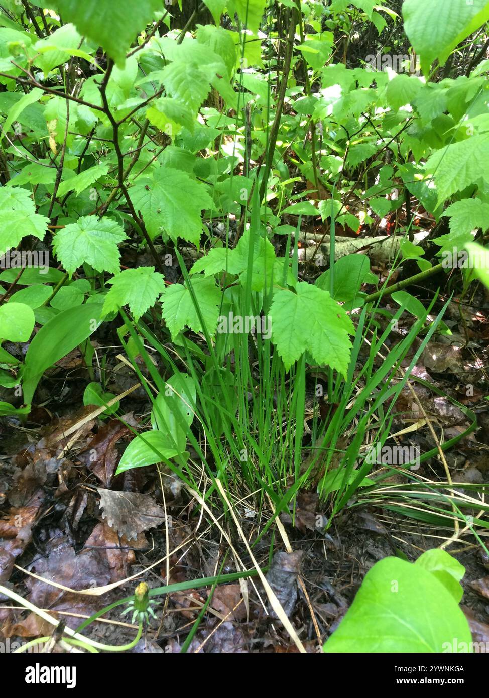 White-grained Mountain-ricegrass (Oryzopsis asperifolia Stock Photo - Alamy