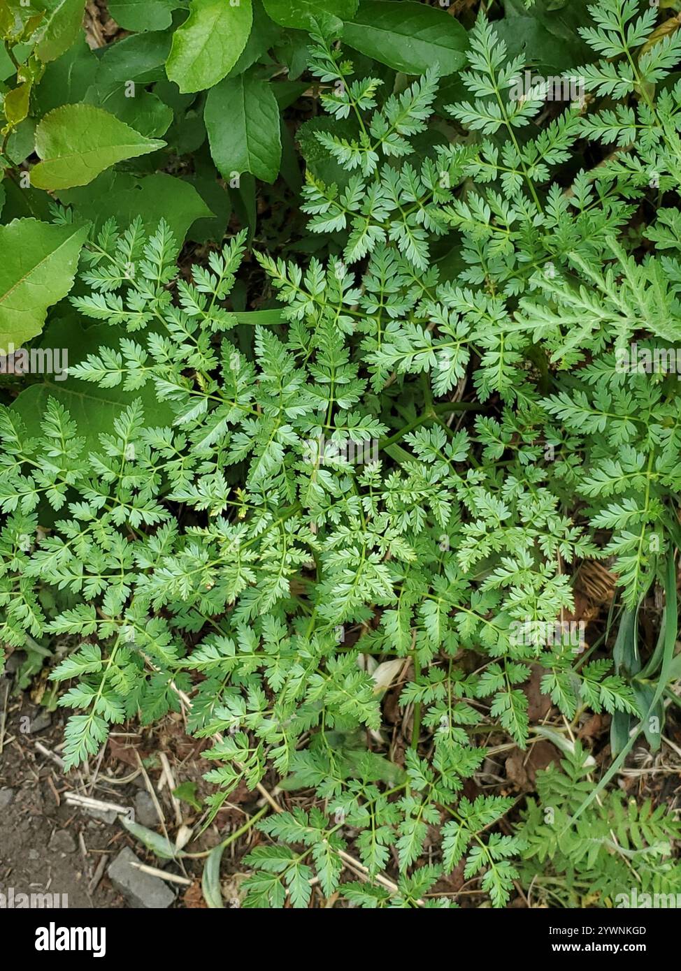 Osha (Ligusticum porteri Stock Photo - Alamy