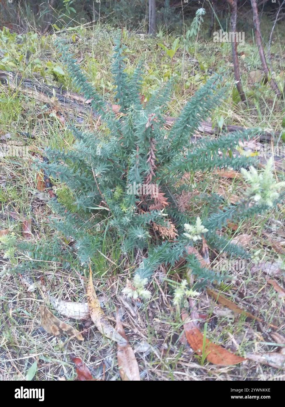 Mount Lofty Ground-berry (Acrotriche fasciculiflora Stock Photo - Alamy