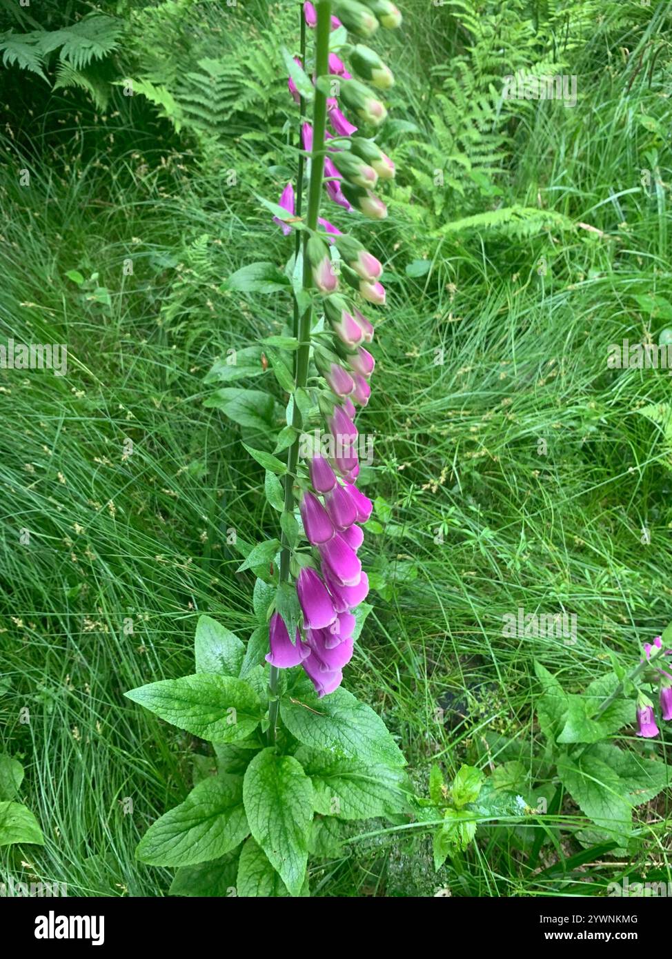 purple foxglove (Digitalis purpurea Stock Photo - Alamy