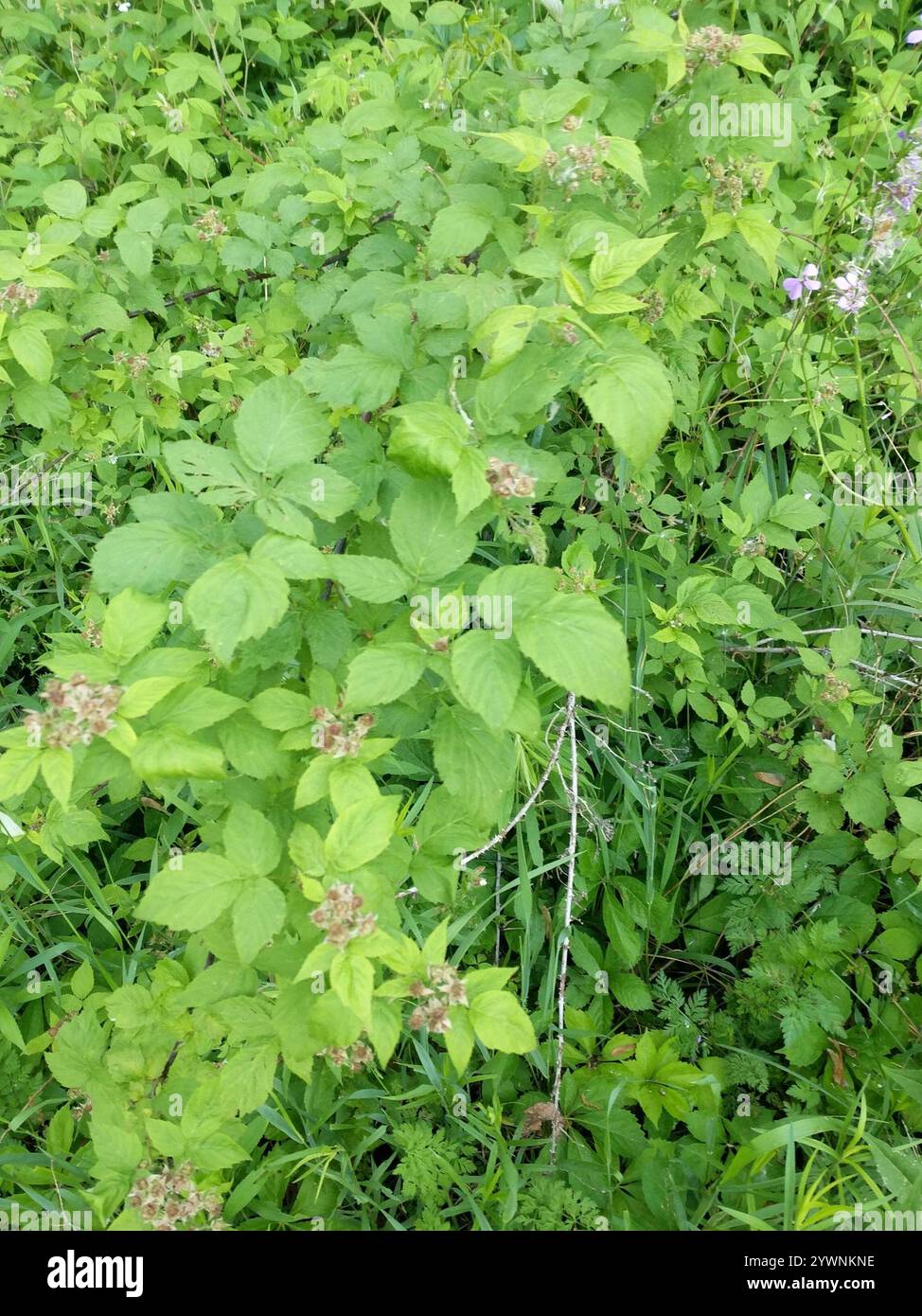 black raspberry (Rubus occidentalis Stock Photo - Alamy